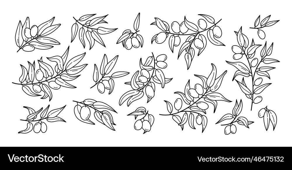 Olive Branch Sketch Royalty Free Vector Image - VectorStock