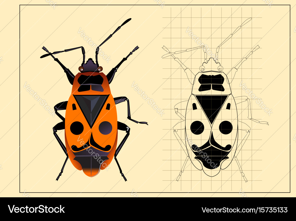 Beetle Royalty Free Vector Image - VectorStock