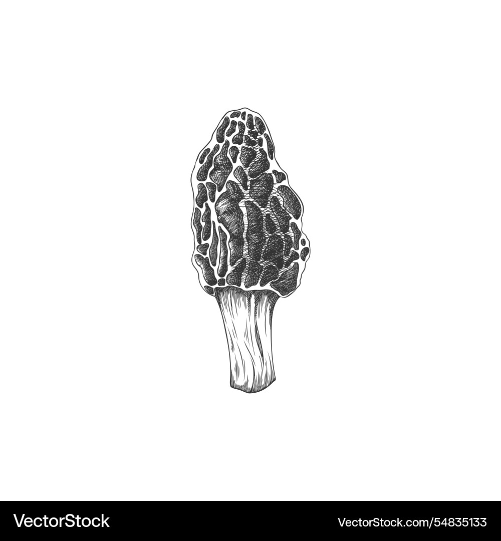 Morel mushroom hand drawn sketch in format Vector Image