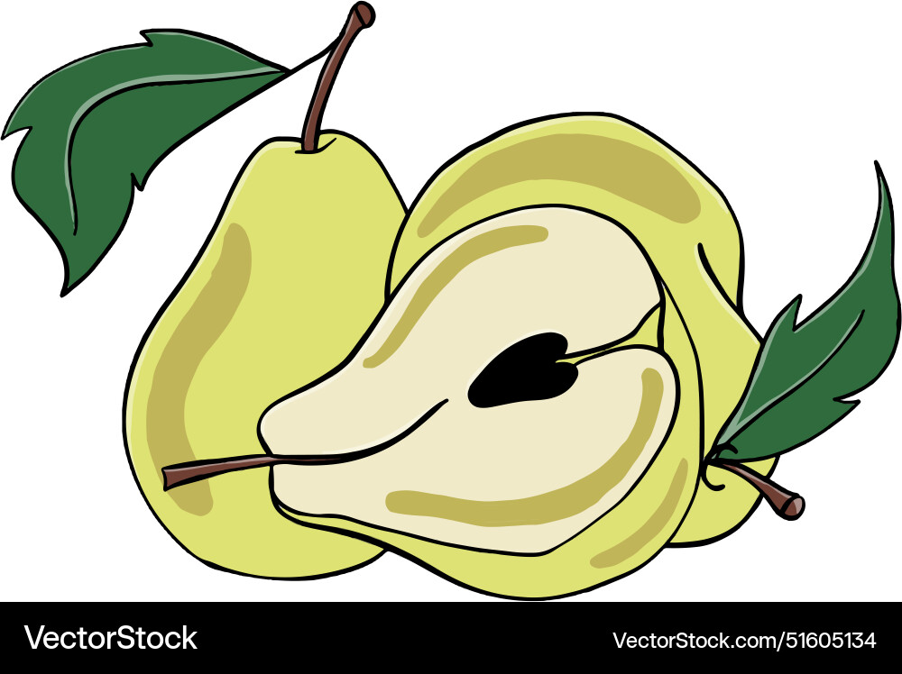 Green pears Royalty Free Vector Image - VectorStock