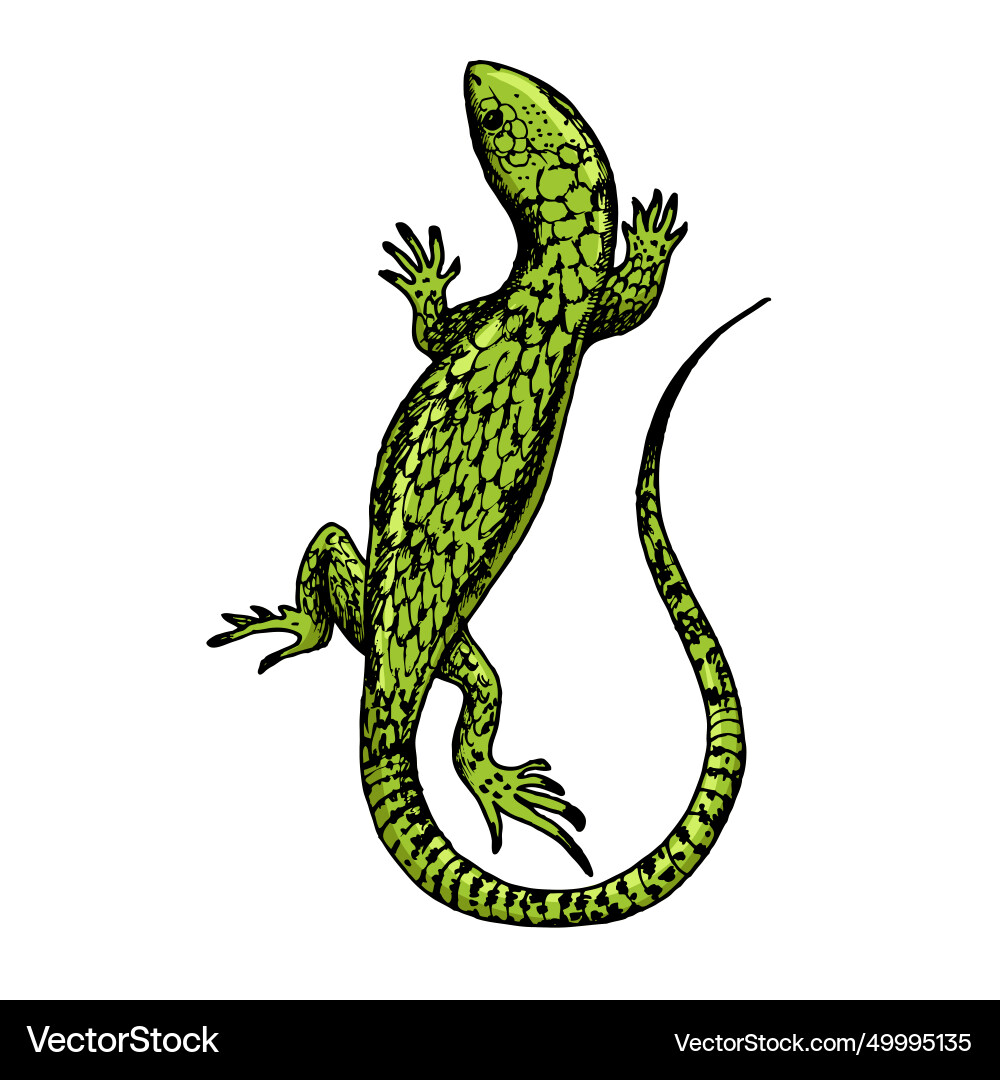 Lizard engraving Royalty Free Vector Image - VectorStock