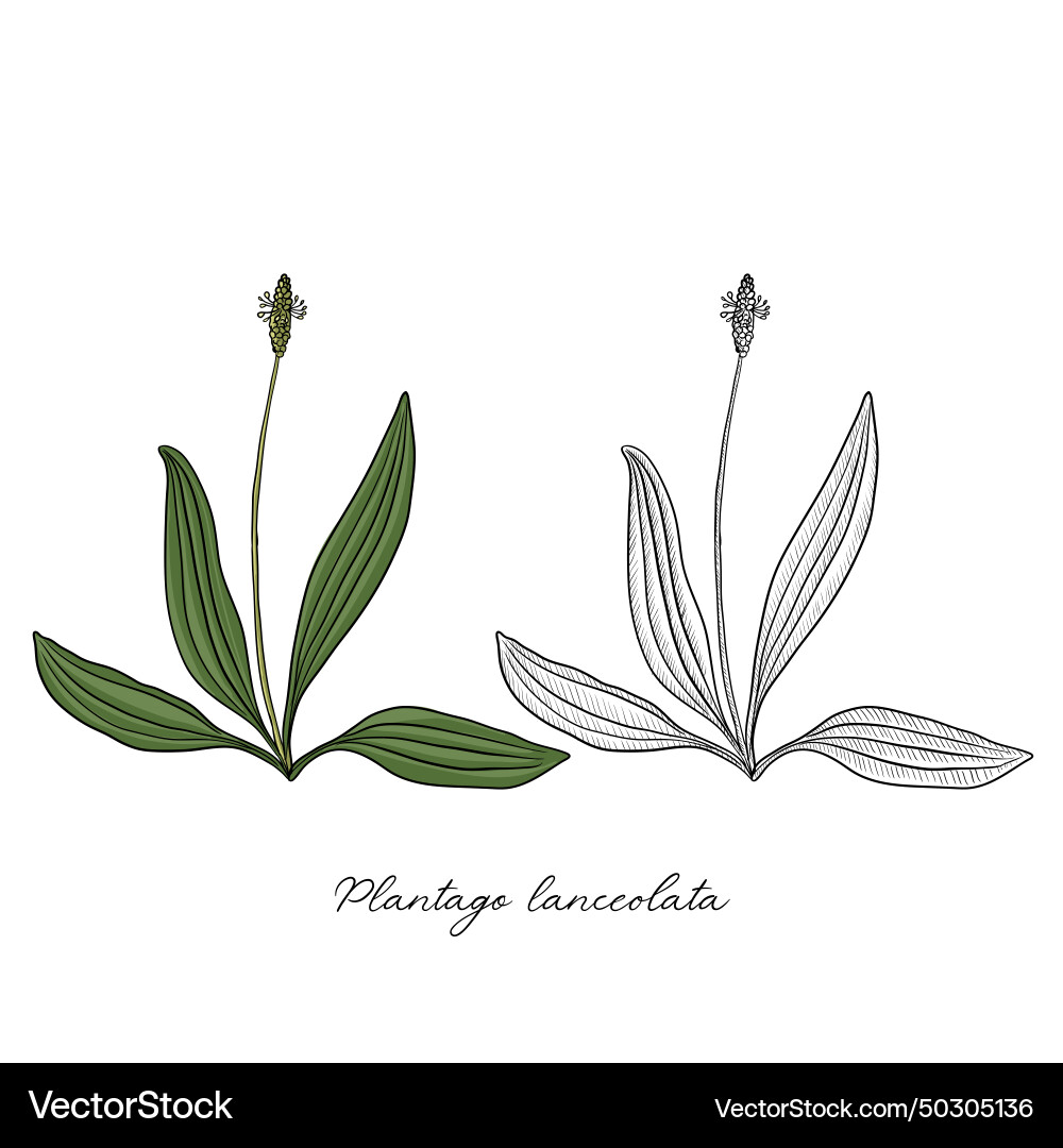 Drawing plantain Royalty Free Vector Image - VectorStock