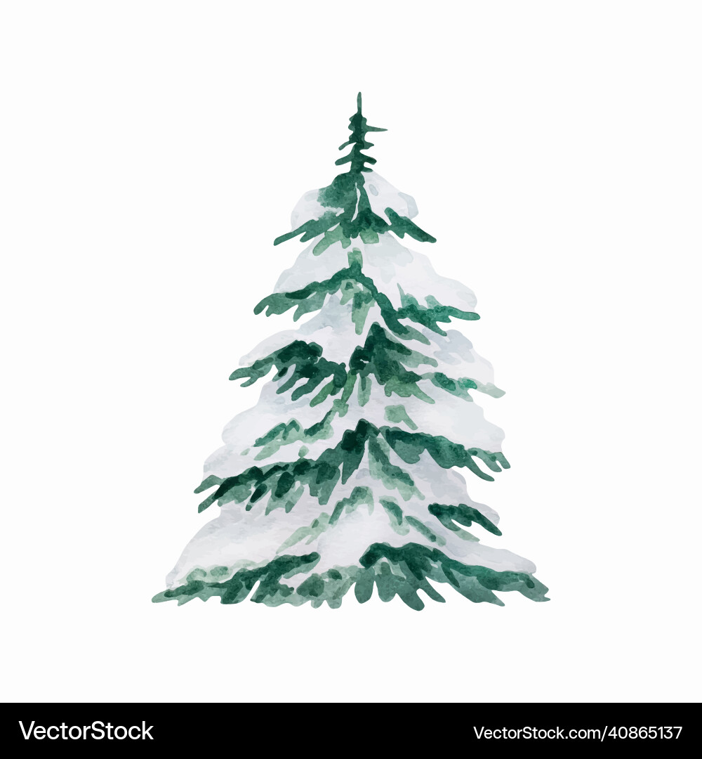 Watercolor Winter Spruce Tree Royalty Free Vector Image