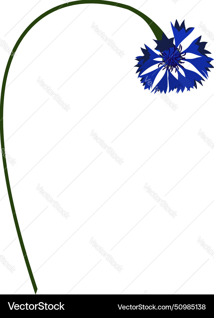 Meadow cornflower flower Royalty Free Vector Image