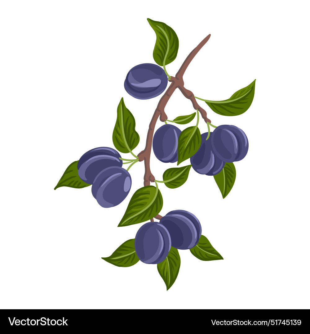 Drawing plum tree branch Royalty Free Vector Image