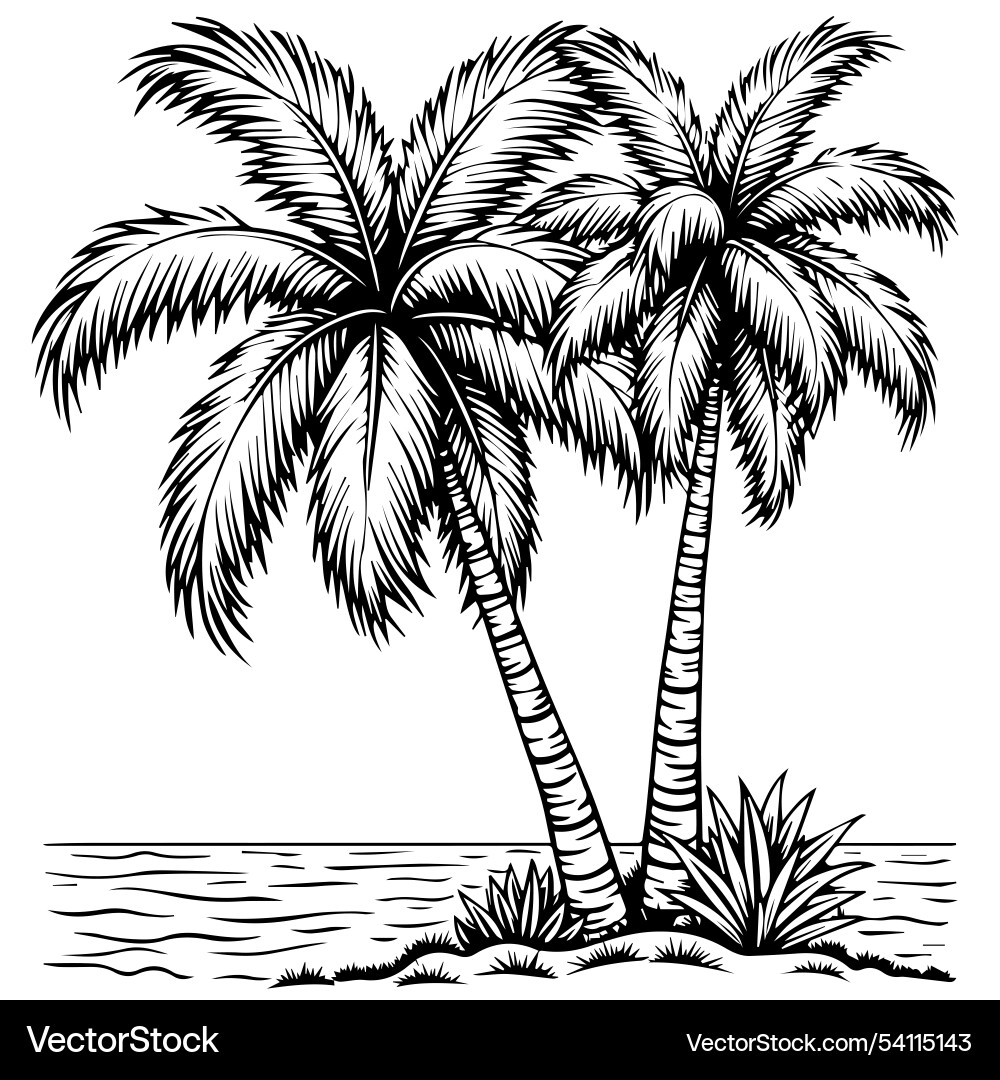 Single Line Palm Tree Drawing Royalty Free Vector Image