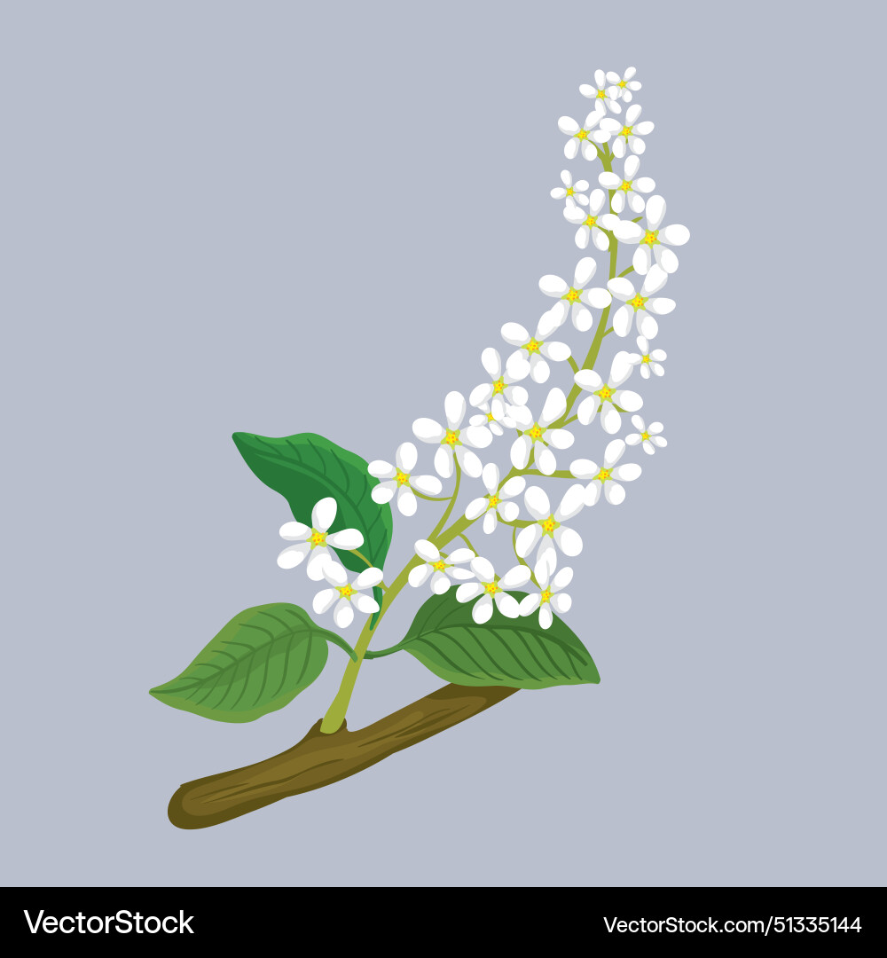 Botanic bird cherry branch and flower Royalty Free Vector