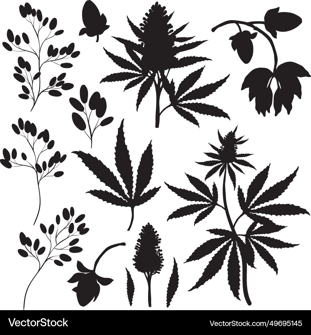 Cannabis Leaf Silhouette Set Royalty Free Vector Image
