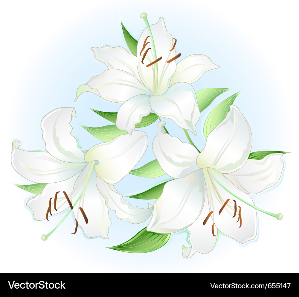 White lilly Royalty Free Vector Image - VectorStock