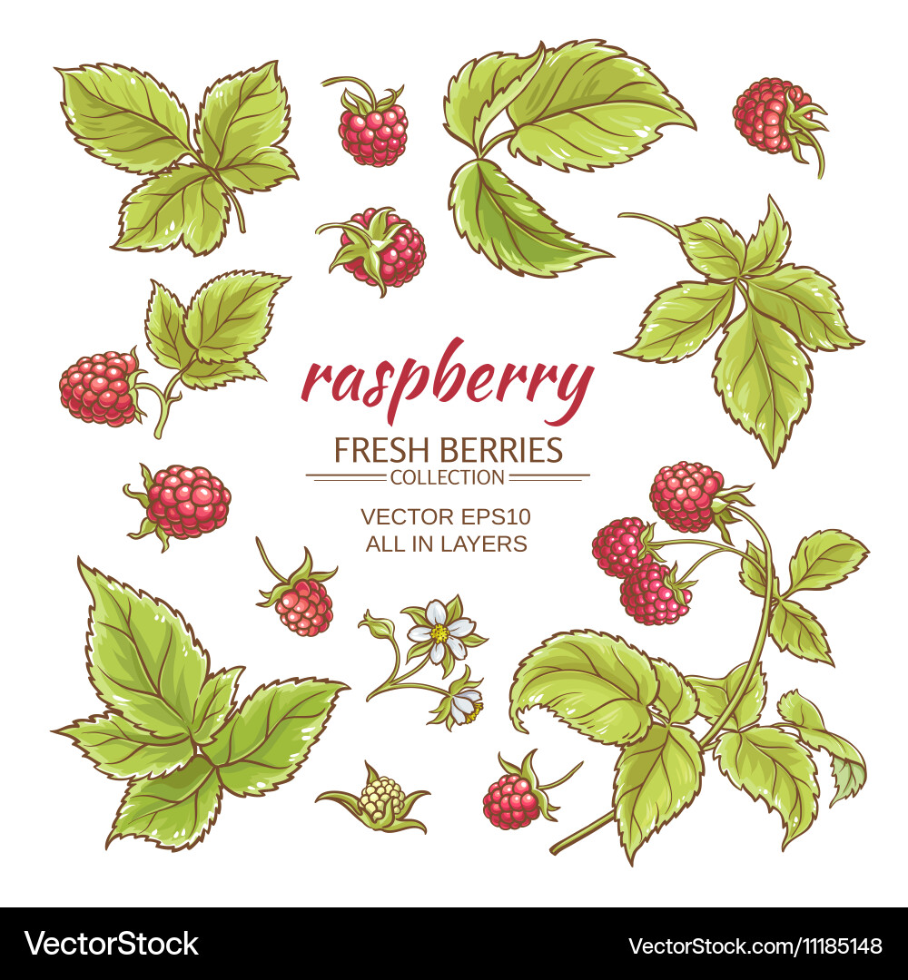 Raspberry Fruits and Leaves Royalty Free Vector Image