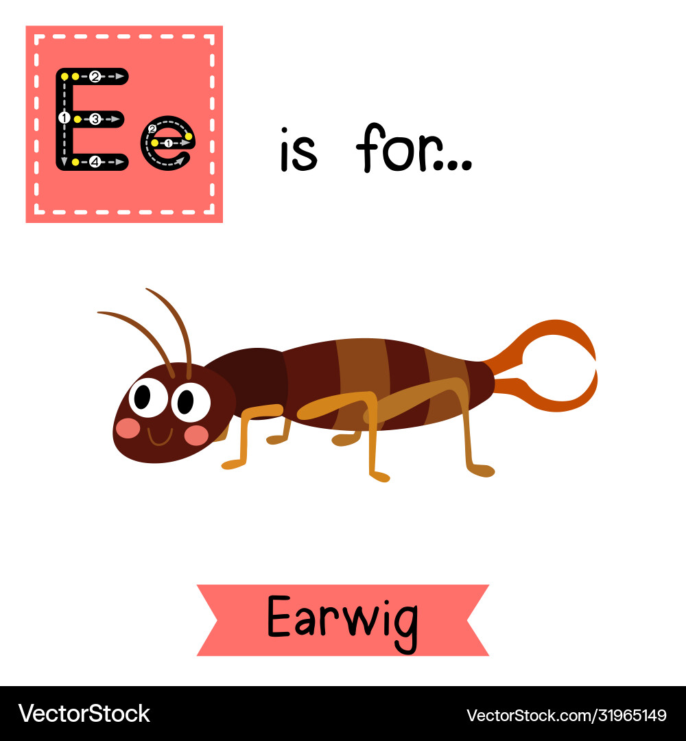 Letter e tracing crawling earwig insect Royalty Free Vector