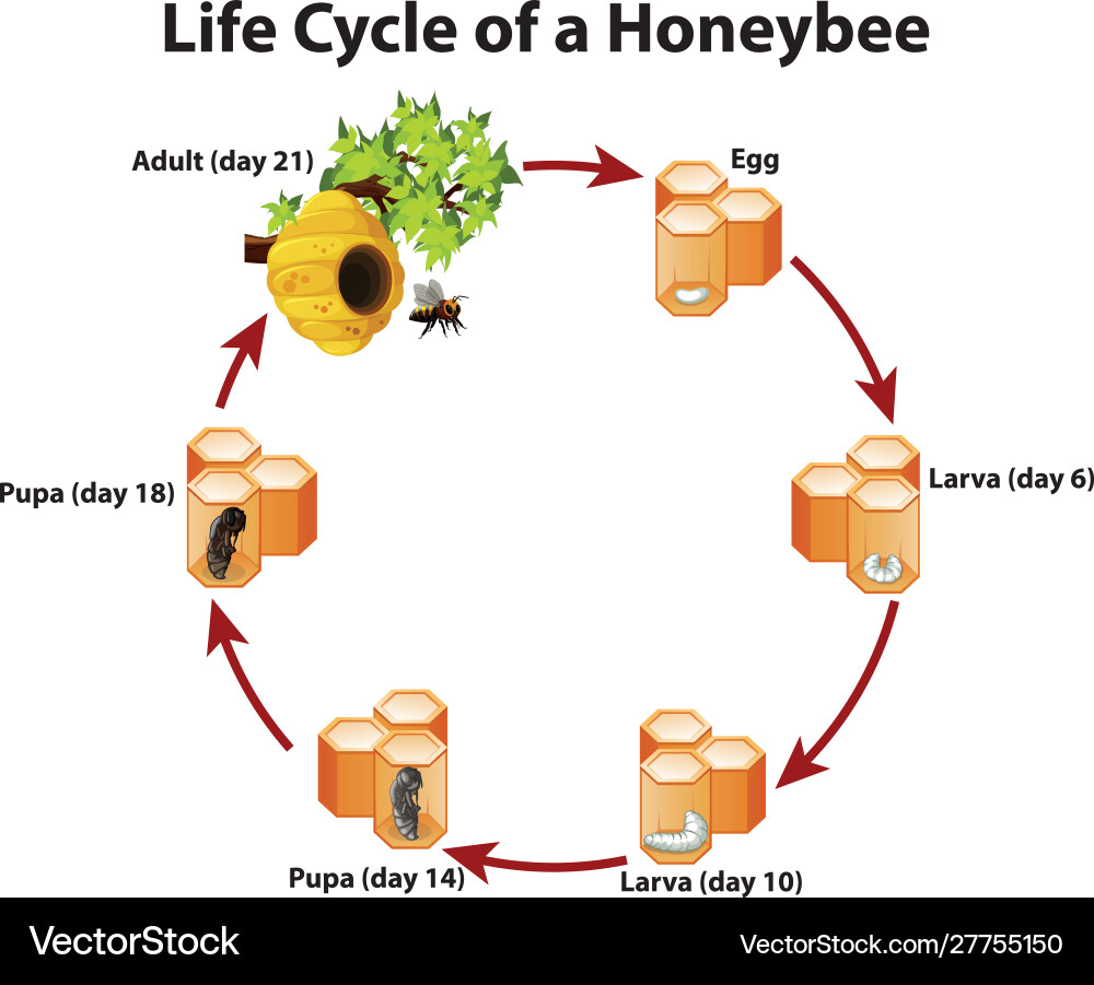 Honeybee Life Cycle Diagram Royalty Free Vector Image