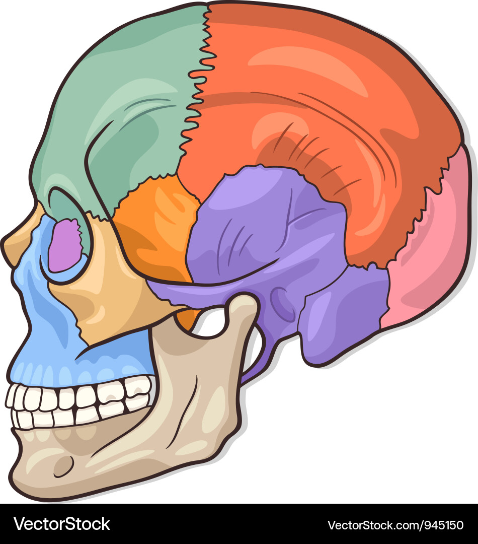 Human Skull Anatomy Diagram Royalty Free Vector Image