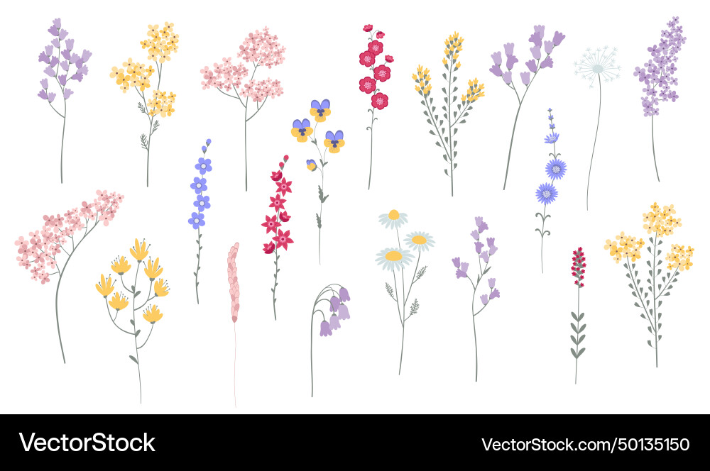 Wild flowers collection Royalty Free Vector Image