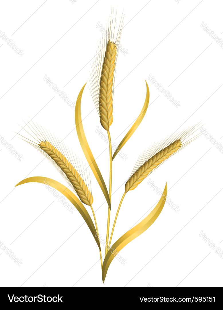 Ears of wheat Royalty Free Vector Image - VectorStock