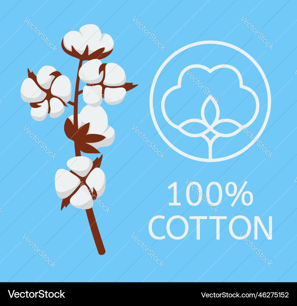 Cotton flower plant Royalty Free Vector Image - VectorStock