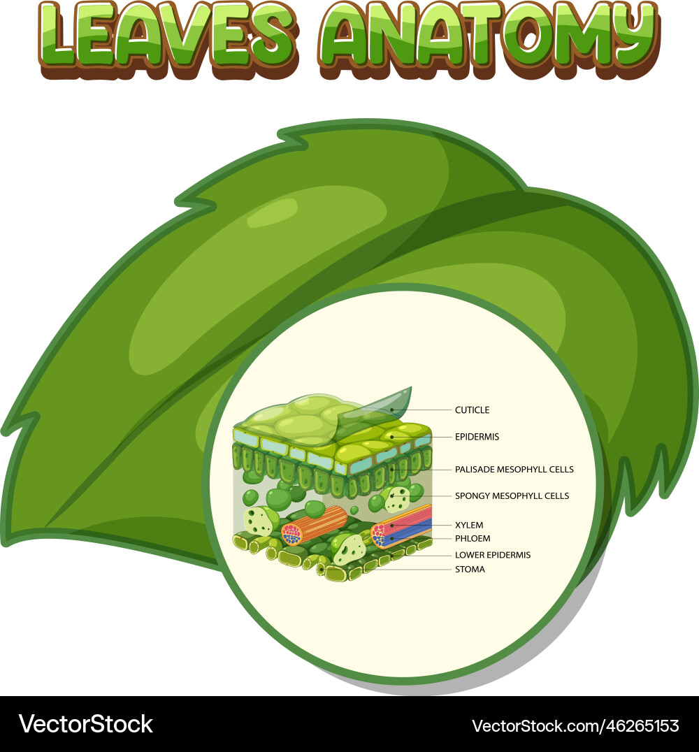 Internal structure of leaf diagram Royalty Free Vector Image