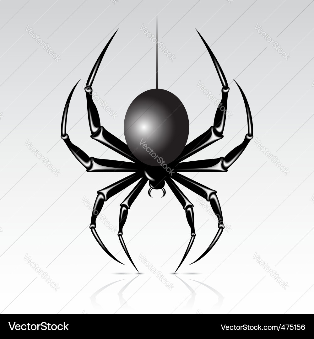 Isolated Black Spider Royalty Free Vector Image