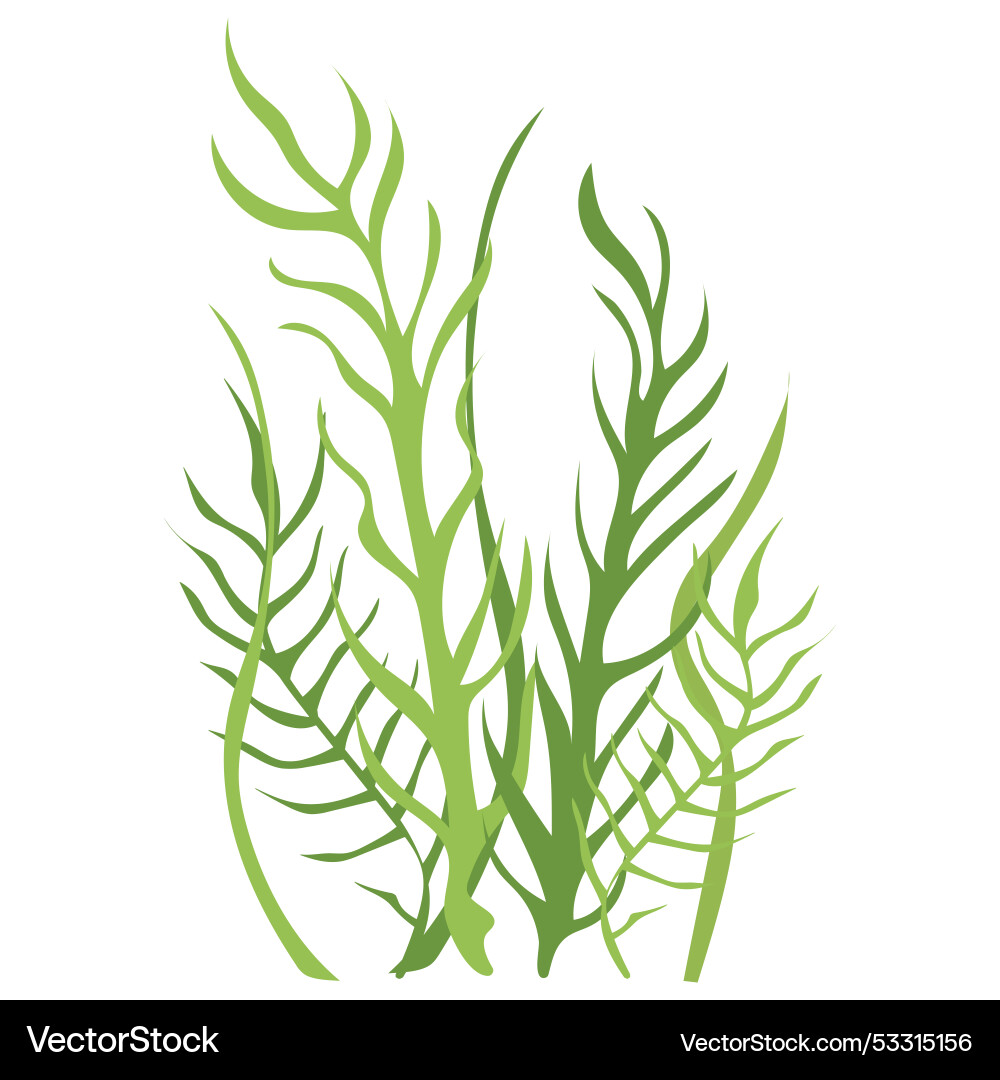 Seaweed Royalty Free Vector Image - VectorStock