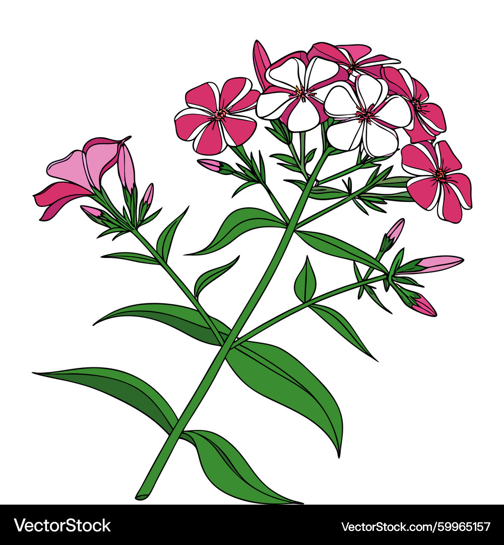 Pink and White Phlox Flowers Royalty Free Vector Image
