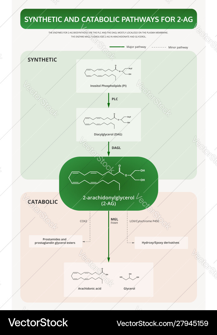 2-AG Catabolic Pathways Royalty Free Vector Image