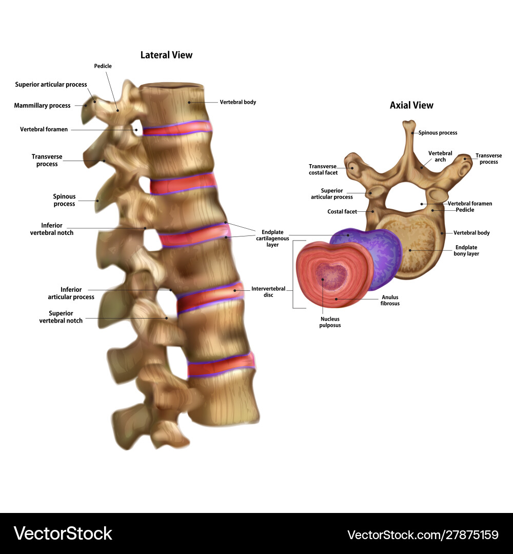 Intervertebral Disc Anatomy Royalty Free Vector Image