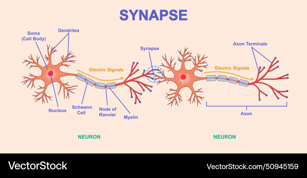 Neuron Anatomy & Synapse Royalty Free Vector Image