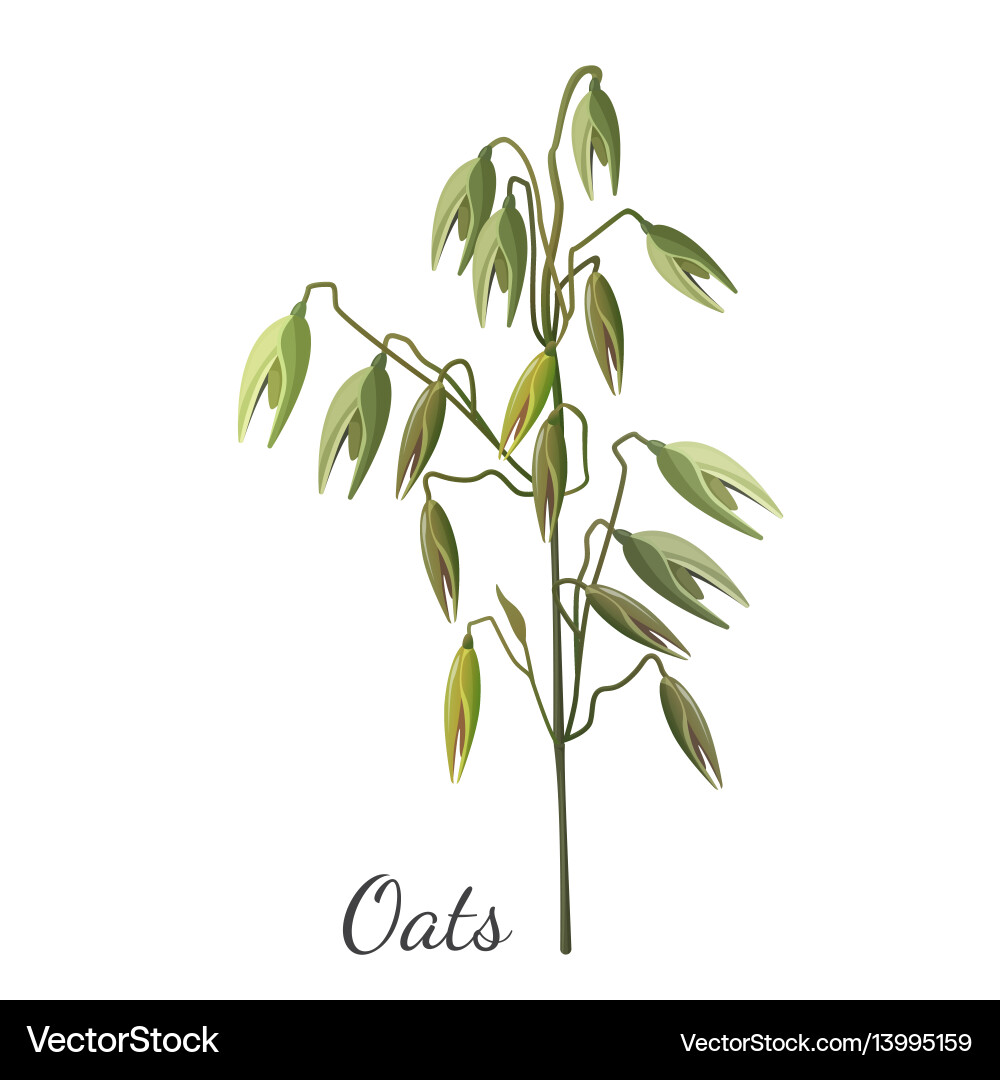 Oats cereals grain realistic hand drawn pattern Vector Image