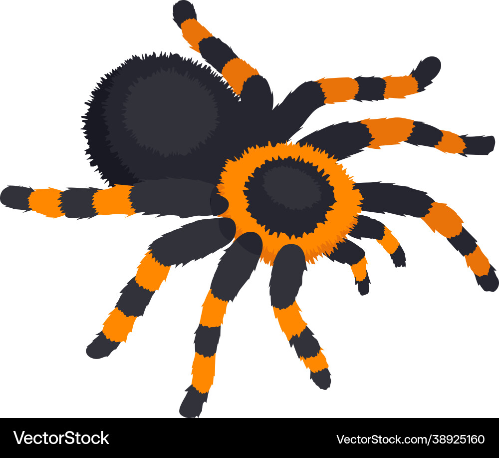 Tarantula isometric Royalty Free Vector Image - VectorStock