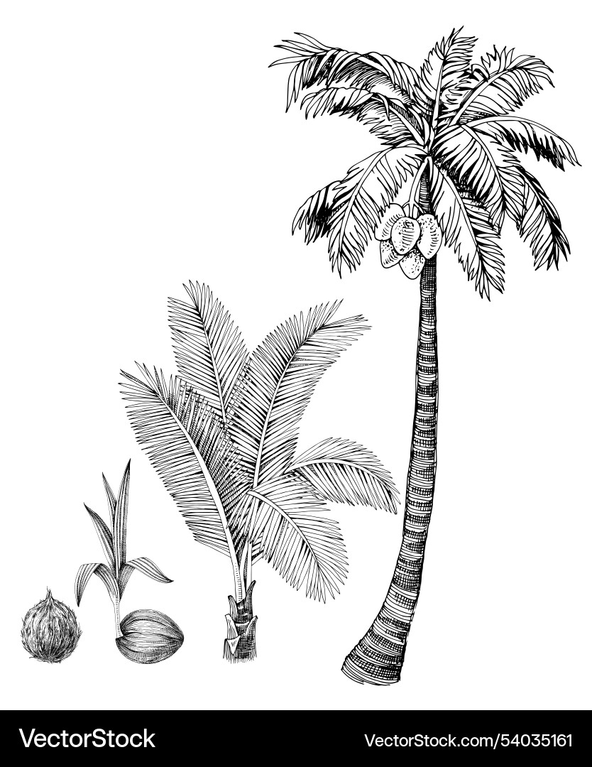 Coconut palm tree growth cycle Royalty Free Vector Image