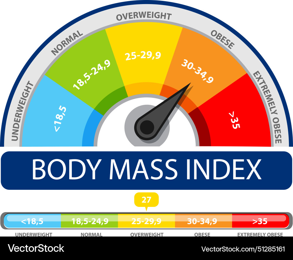 Colorful bmi gauge showing weight categories Vector Image