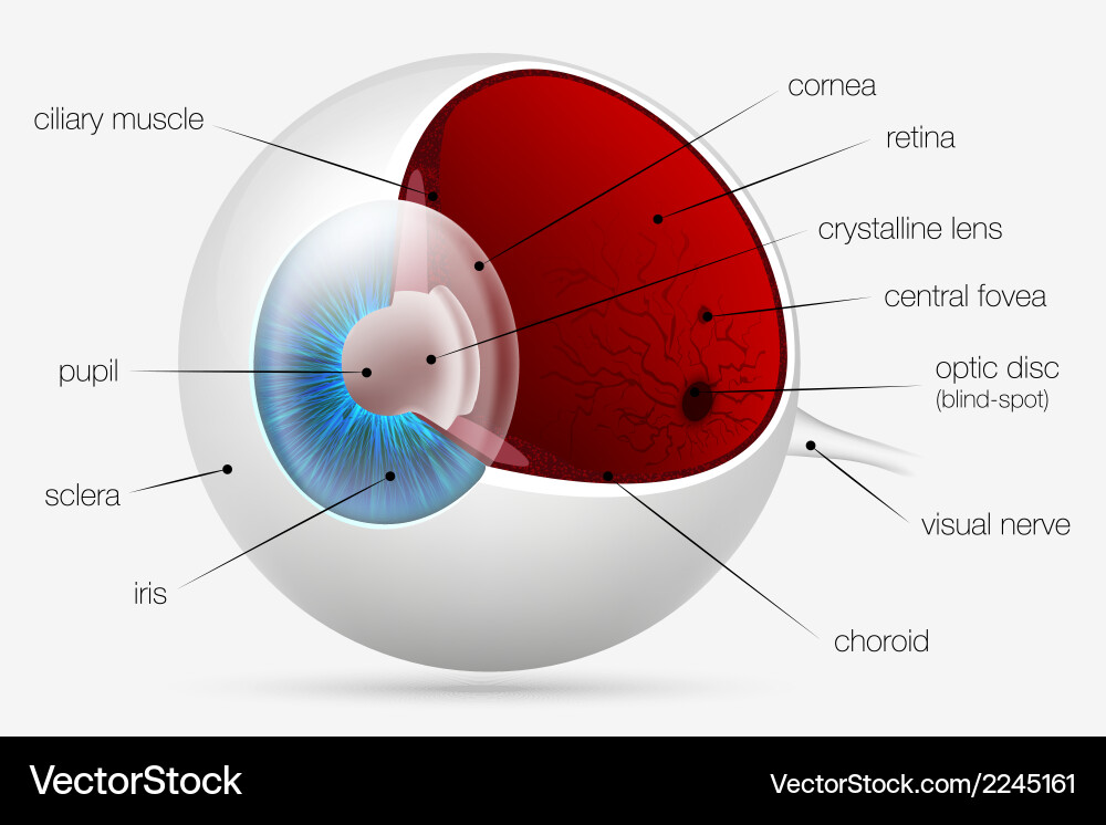 Internal structure of the human eye Royalty Free Vector