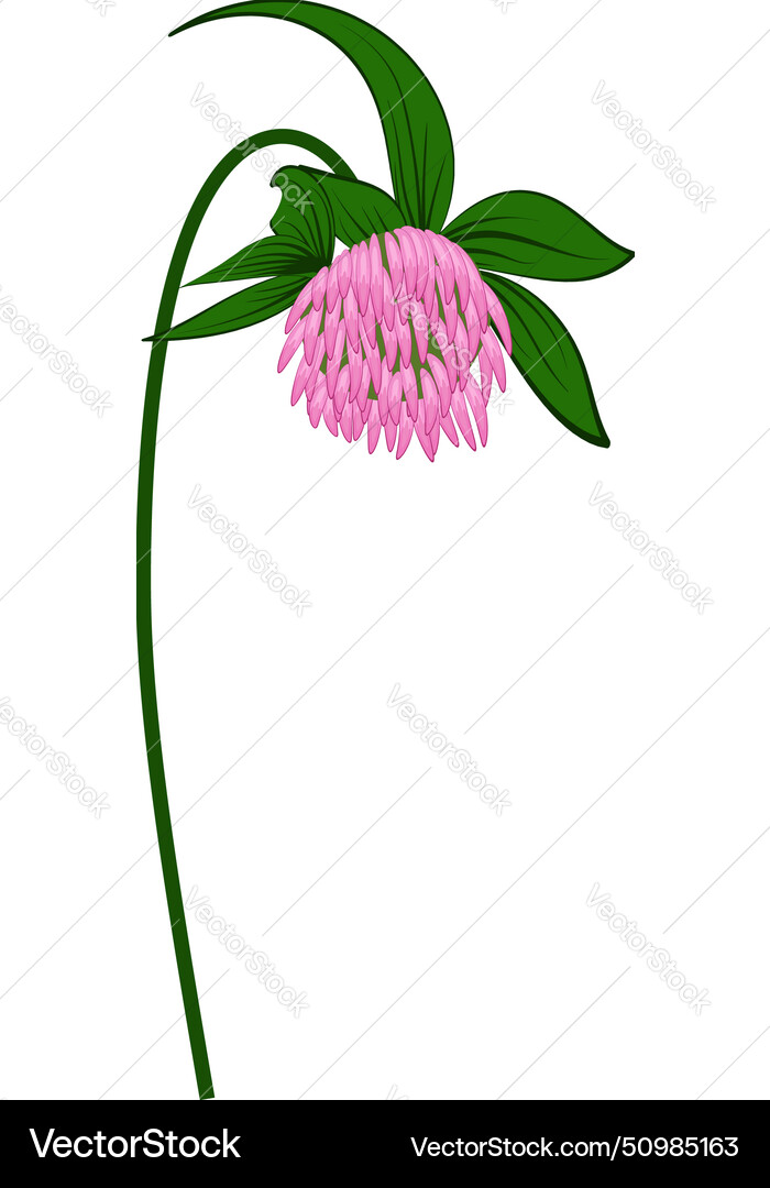 Meadow clover flower Royalty Free Vector Image