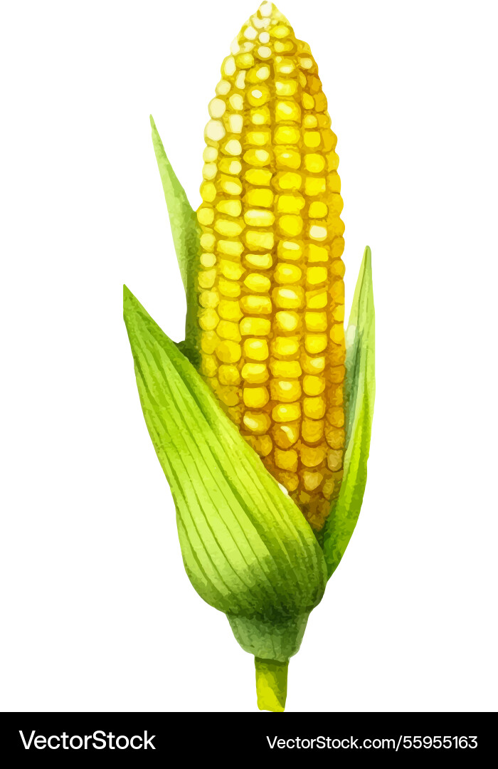 Watercolor painted corn hand drawn fresh food Vector Image