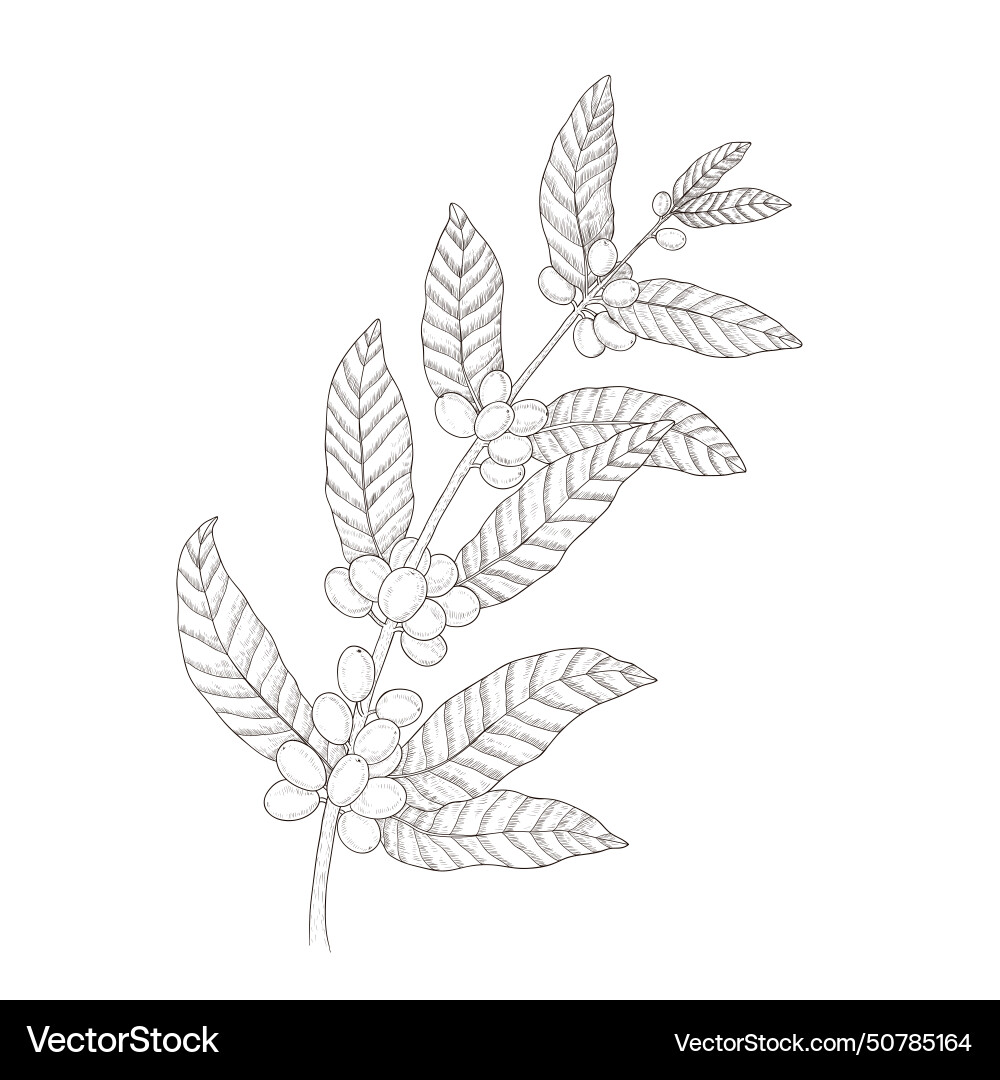 Coffee tree hand drawn branch Royalty Free Vector Image