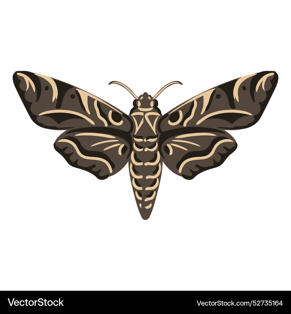 Drawing sphinx moth Royalty Free Vector Image - VectorStock