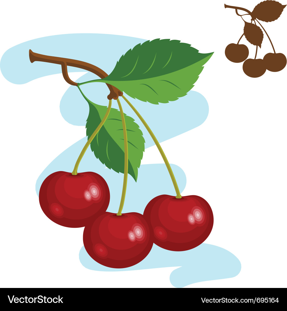 Three juicy cherries Royalty Free Vector Image