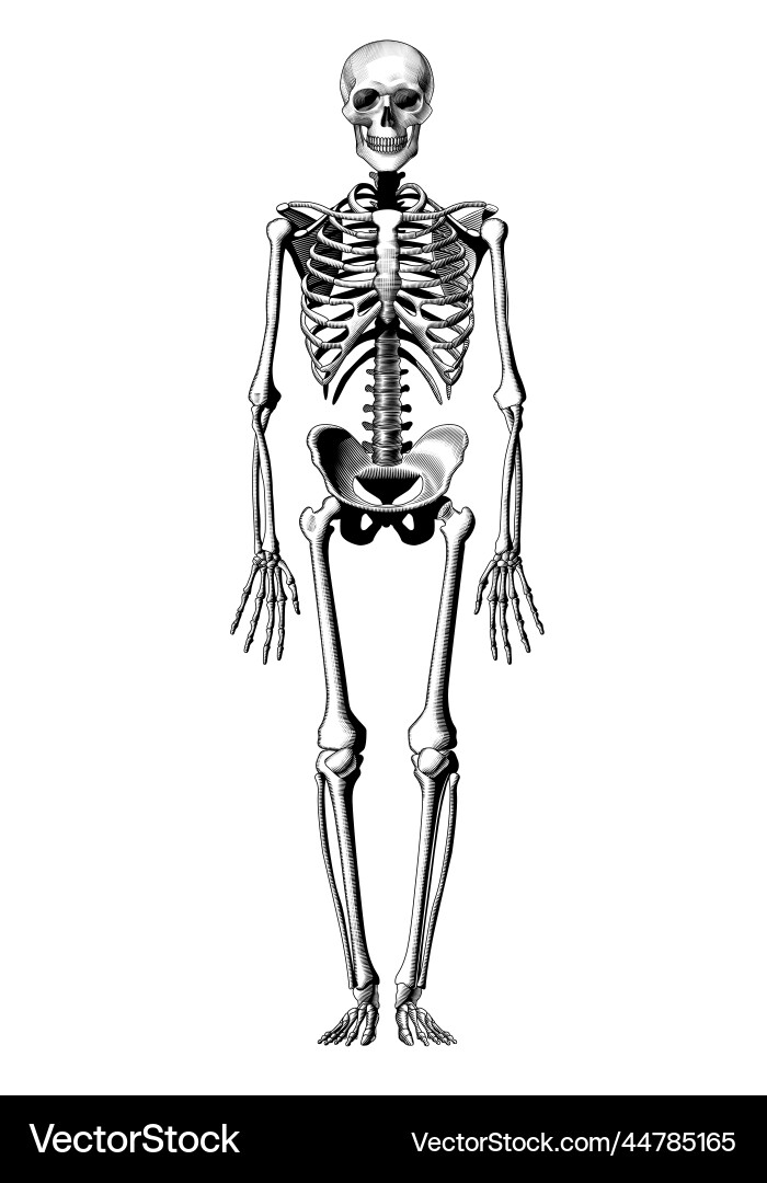 Human skeleton full length and face isolated Vector Image
