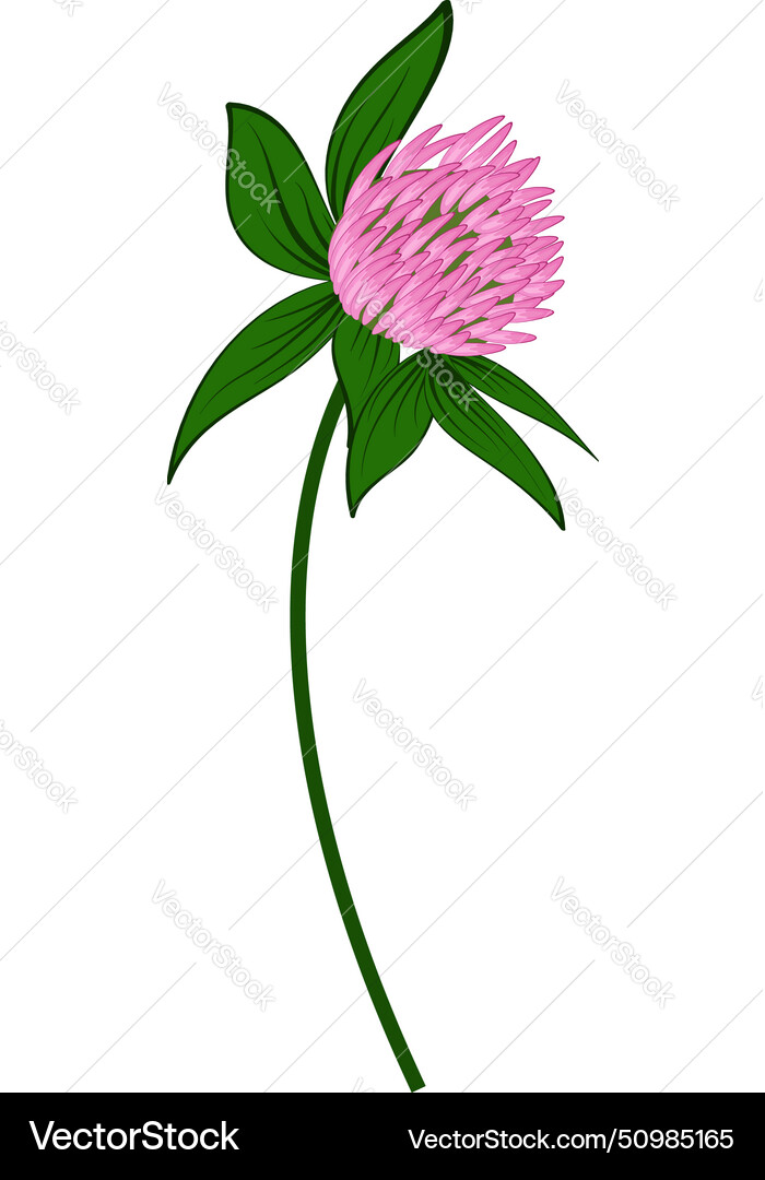 Meadow clover flower Royalty Free Vector Image