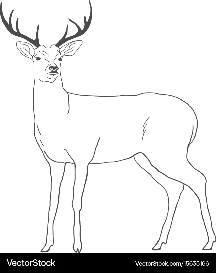 Hand drawn deer isolated on white background Vector Image