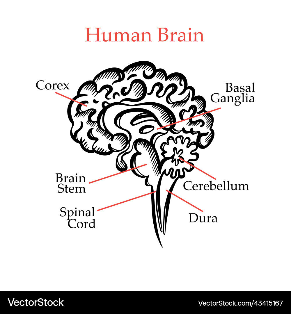 Human brain outline monochrome medical education Vector Image
