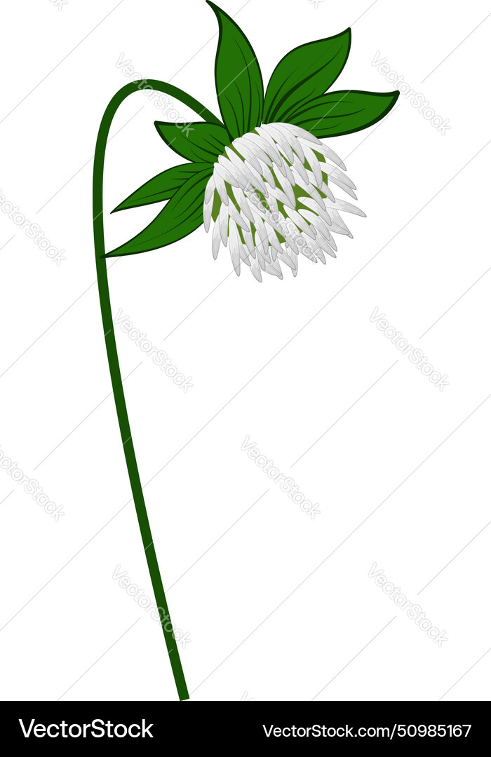 Meadow clover flower Royalty Free Vector Image