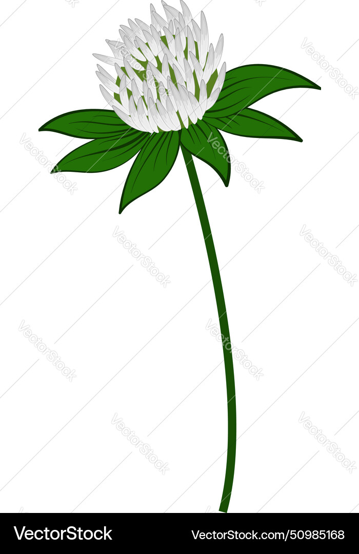 Meadow clover flower Royalty Free Vector Image
