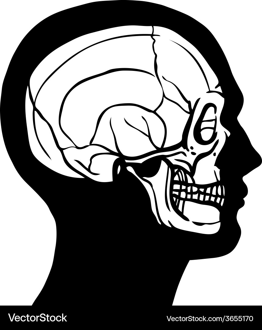 Human head with skull Royalty Free Vector Image