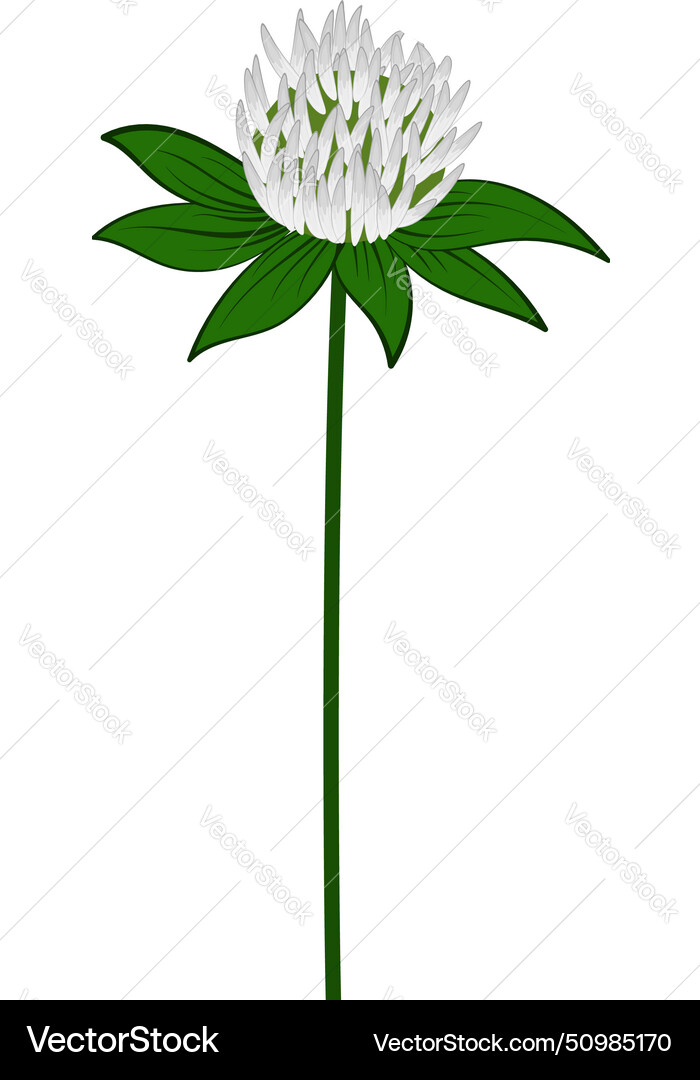 Meadow clover flower Royalty Free Vector Image
