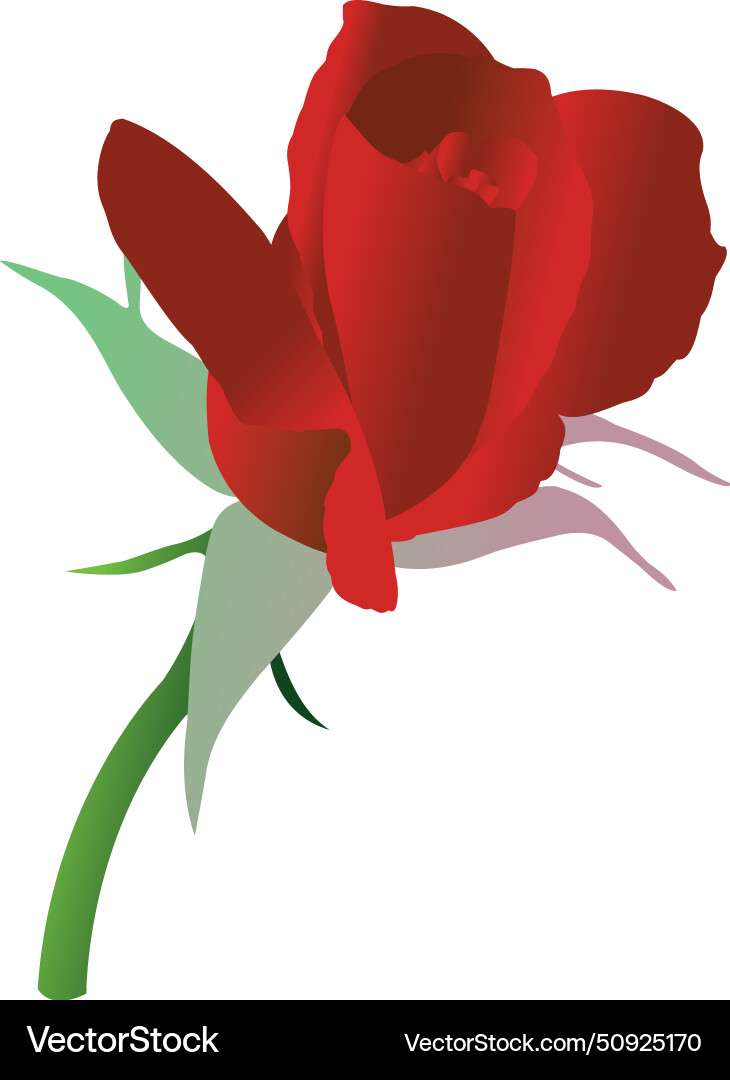 Red rose card design Royalty Free Vector Image