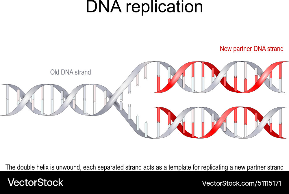 Dna replication Royalty Free Vector Image - VectorStock