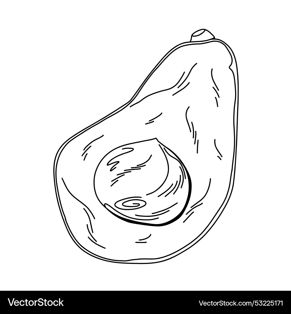 Half of avocado hass with pit Royalty Free Vector Image