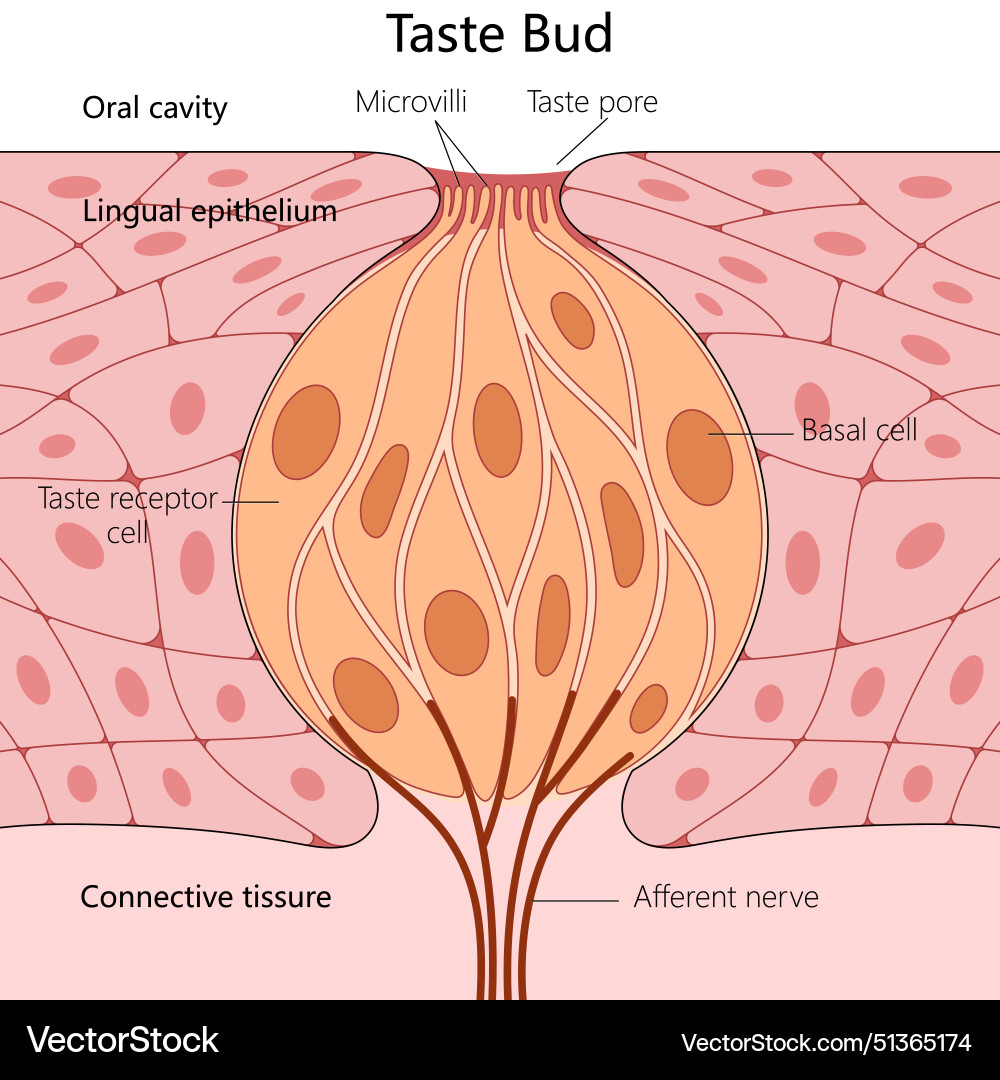 Diagram of human taste bud anatomy medical science