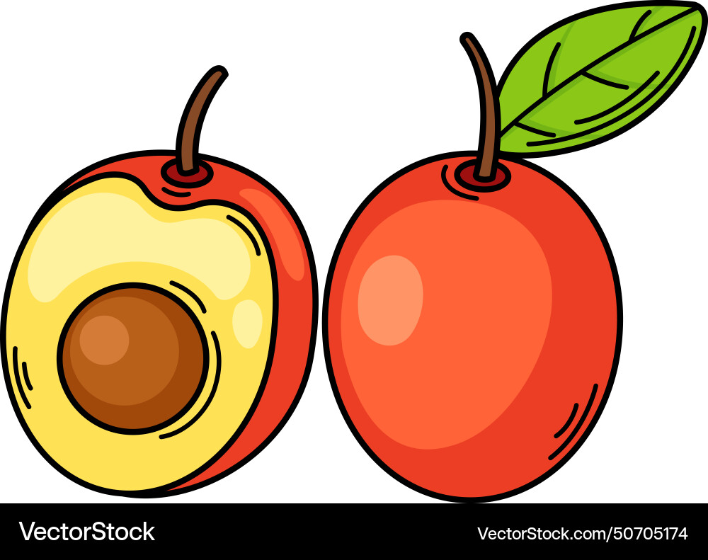 Ximenia outline white on background Royalty Free Vector